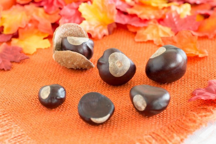 Buckeye Candy - Pear Tree Kitchen